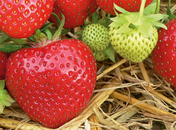 Rumba | Boryna Plant